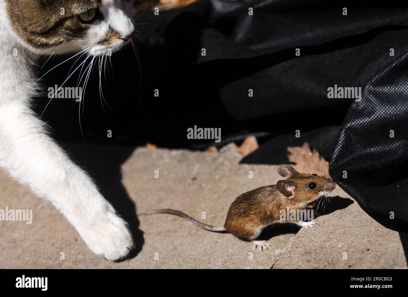 A cat chasing a mouse in a garden, Motala Sweden, during Sunday Stock ...