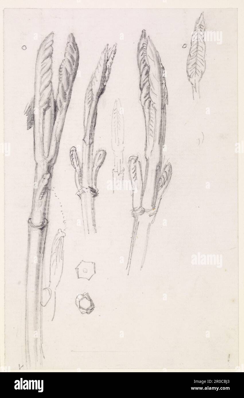 Sketch of a Pinnate Leaf breaking Buds (Five Leaves), 1850. Artist ...