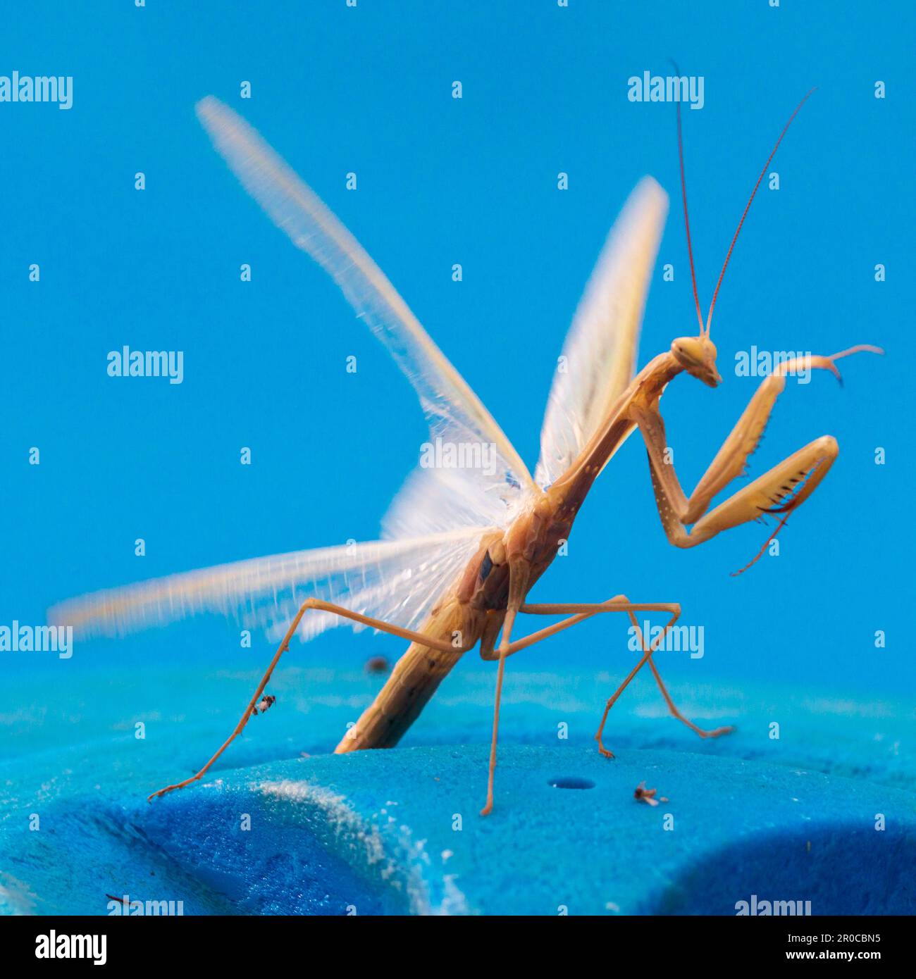 Mantis religiosa, European Mantis with Wings Spread Stock Photo - Alamy