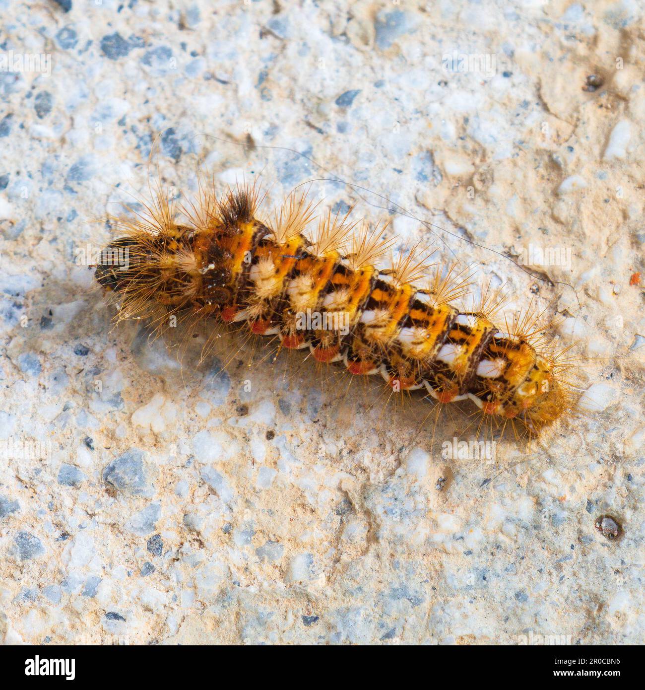 Acronicta rumicis, knot grass moth Stock Photo - Alamy