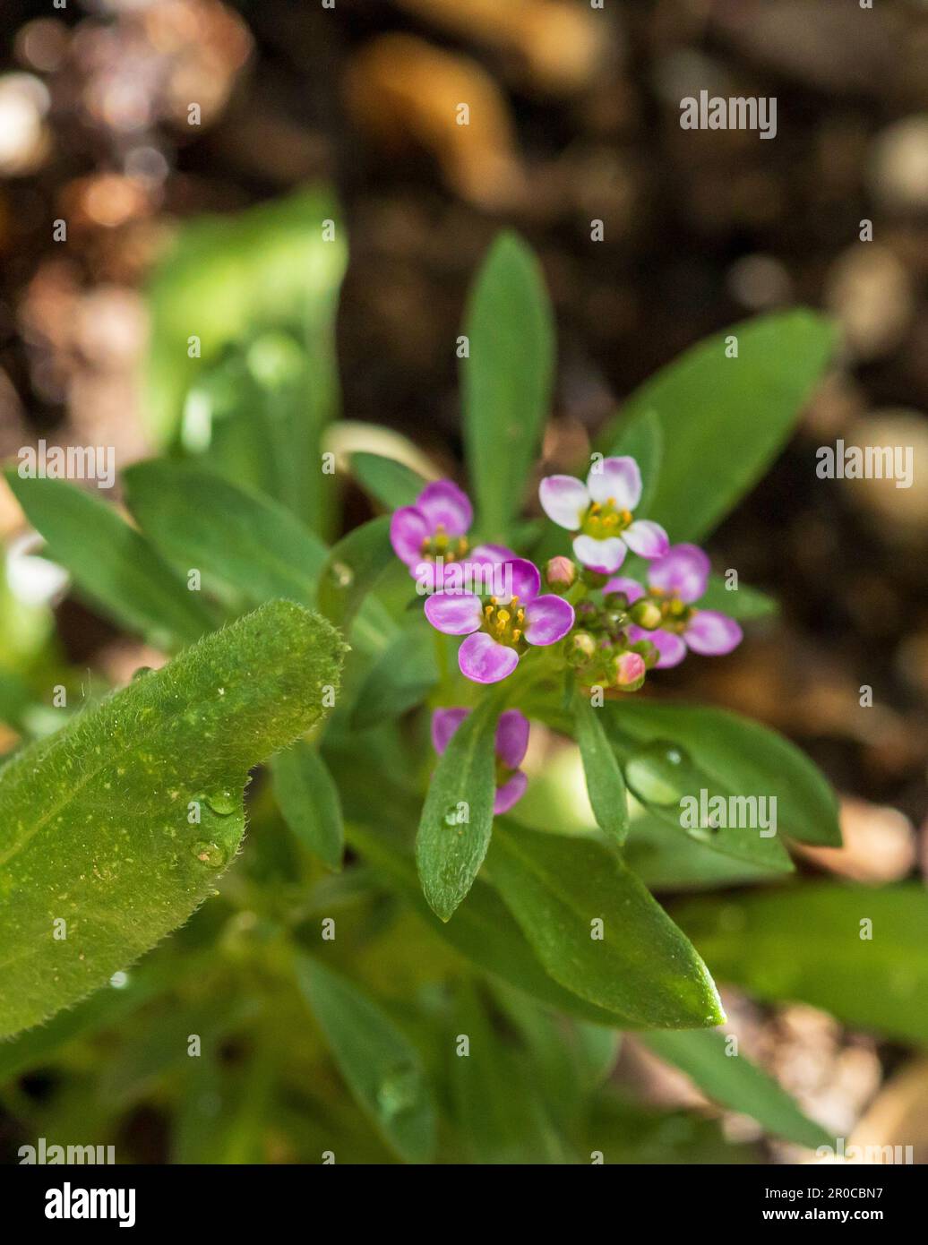 Lobularia maritima, Sweet Alison Flower with copy space and a Natural ...