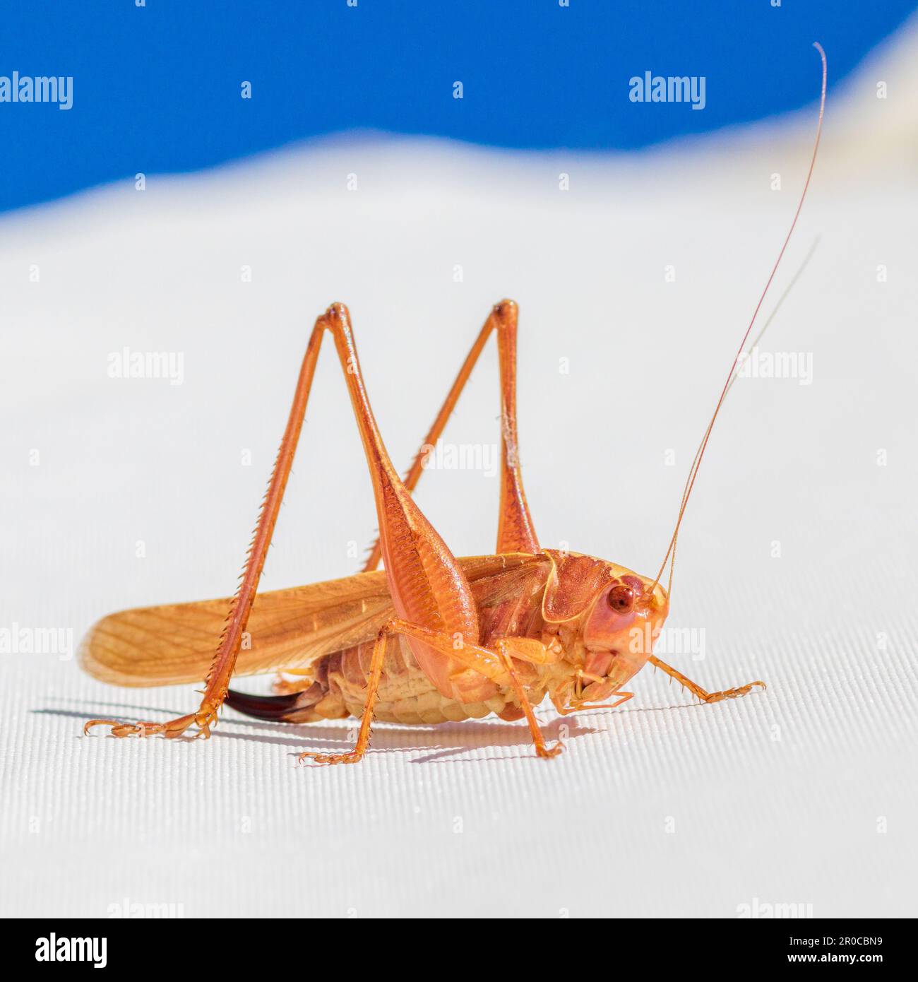 Platycleis, Shieldback Katydid Stock Photo - Alamy
