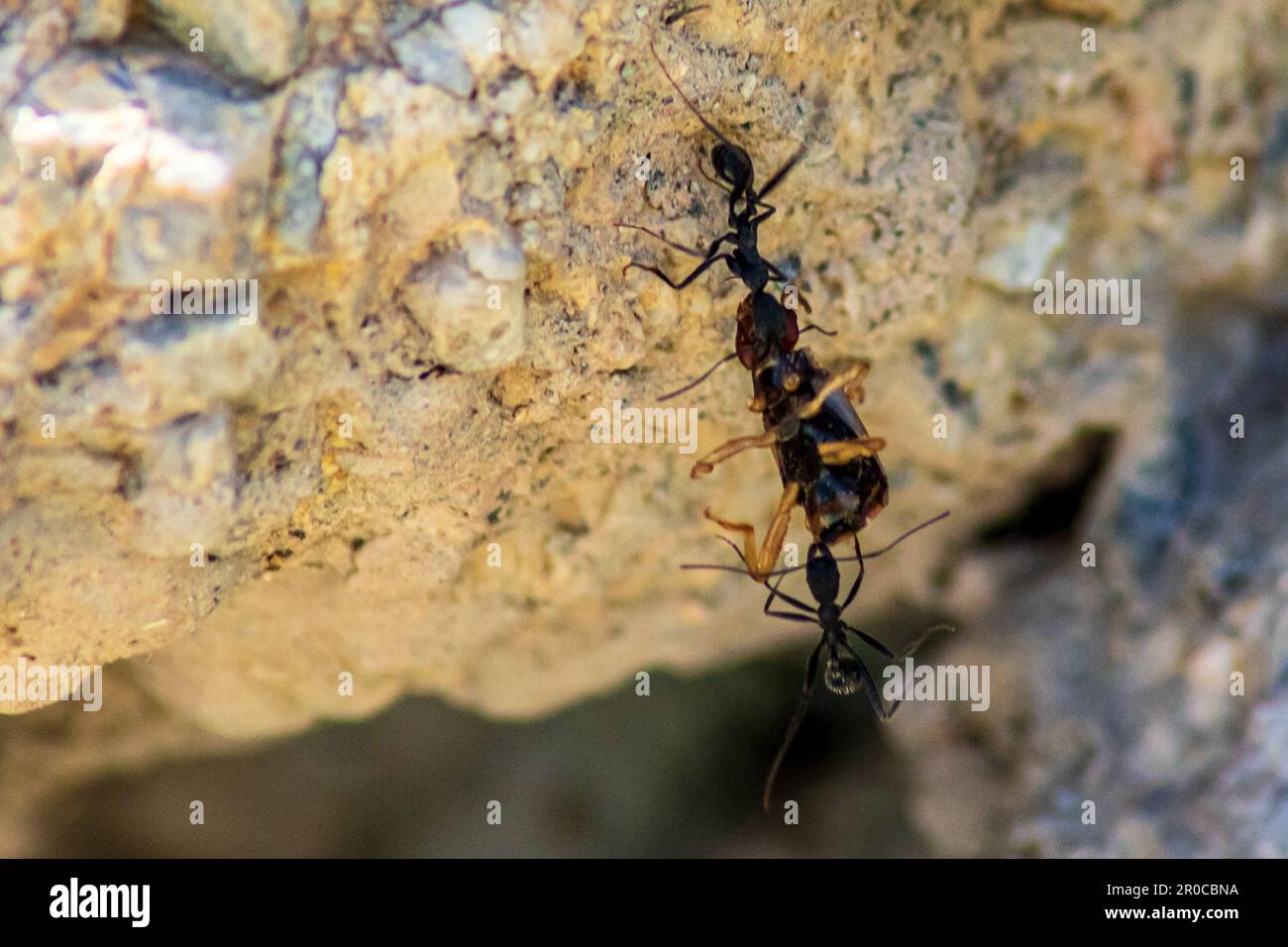 Collared ants hi-res stock photography and images - Alamy