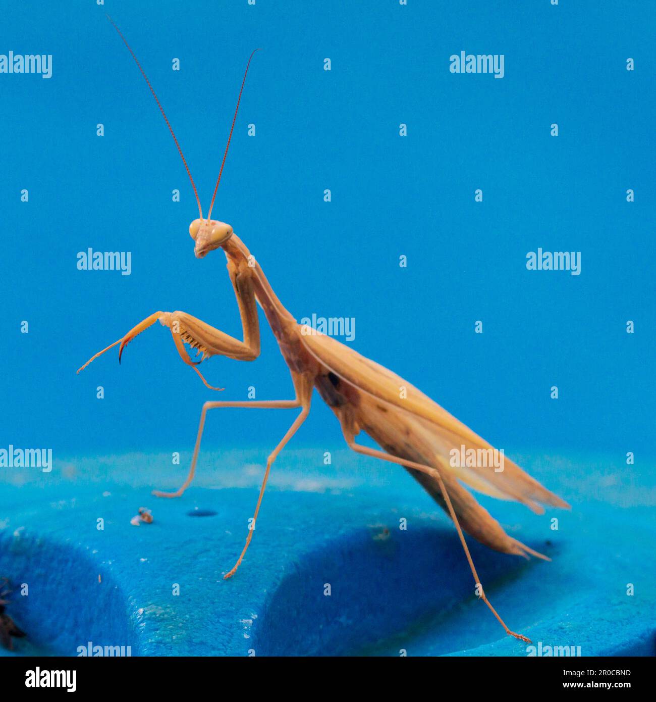 Mantis religiosa, European Mantis Stock Photo - Alamy
