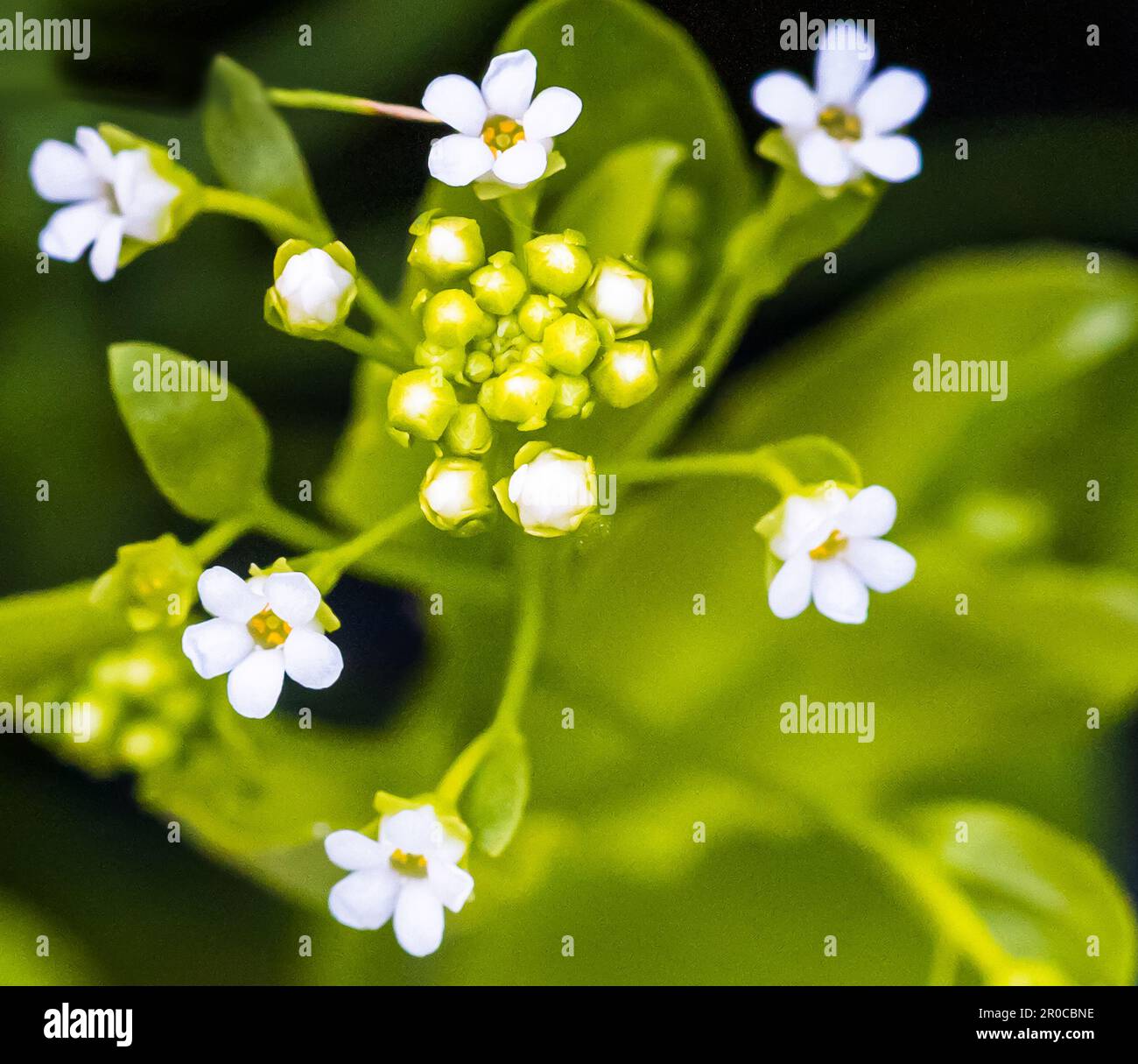 Samolus valerandi, Thin Leaf Brookweed Flower Stock Photo - Alamy
