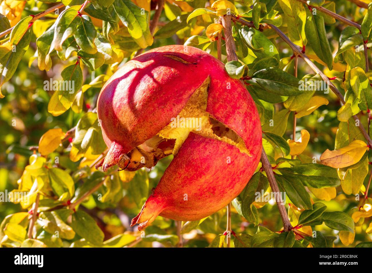 Punica granatum, Pomegranate Fruit Splitting Open Stock Photo - Alamy