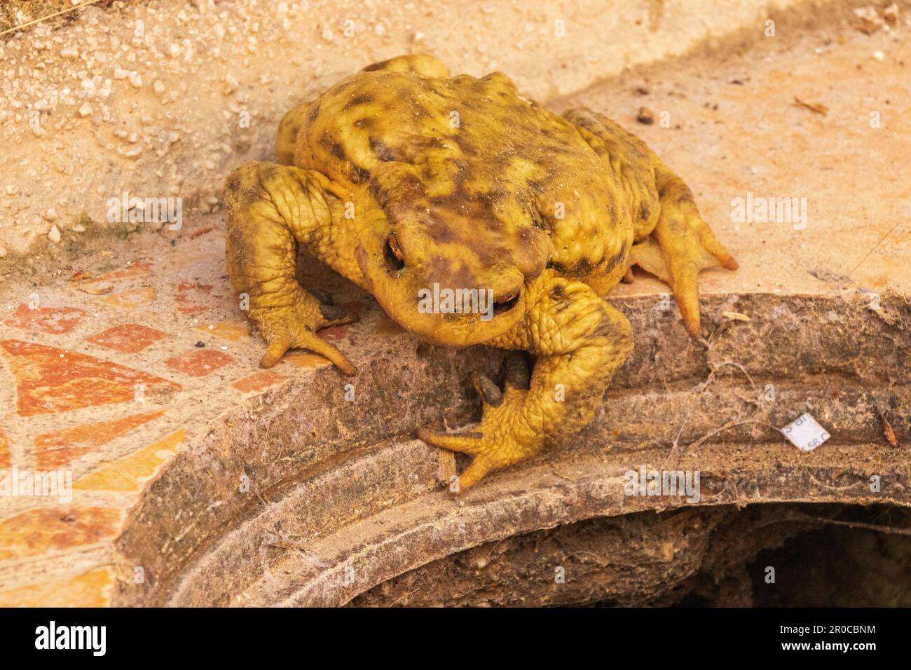 B spinosus hi-res stock photography and images - Alamy