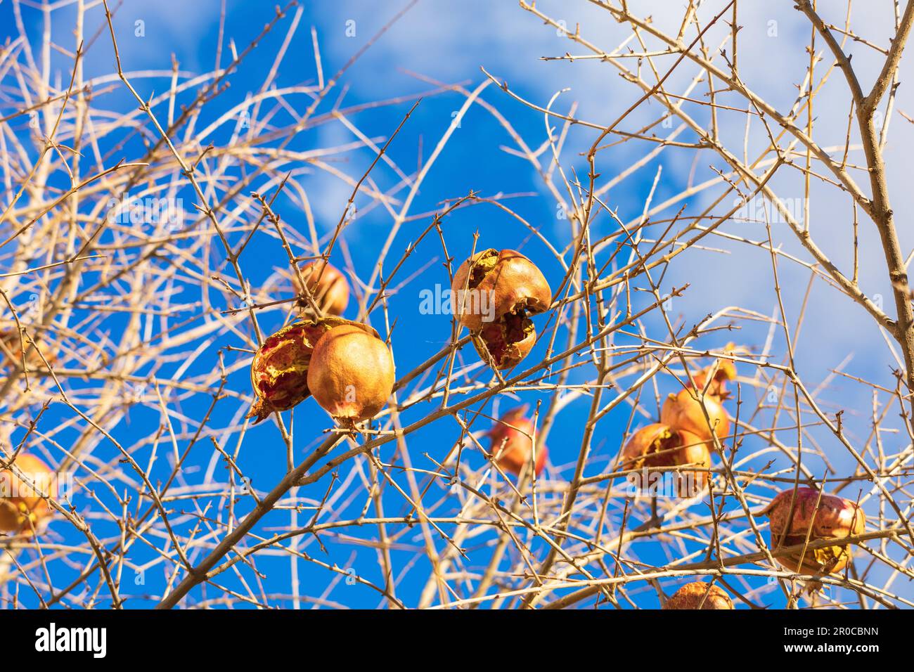 Punica granatum, Pomegranate Fruit Splitting Open Stock Photo - Alamy