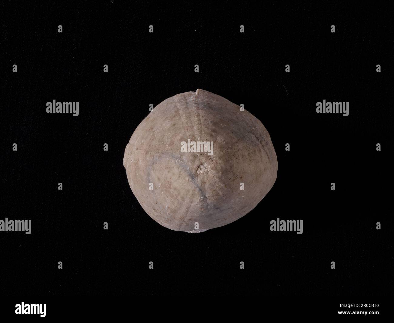 Fossil Echinoids, Conulus Albogalerus. One of four fossil echinoids ...