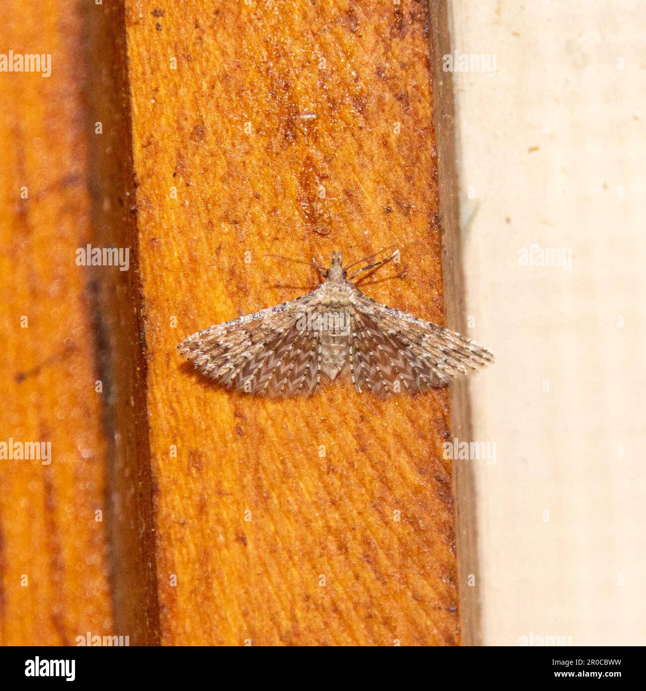 Alucita hexadactyla Twenty-plume Moth Stock Photo - Alamy