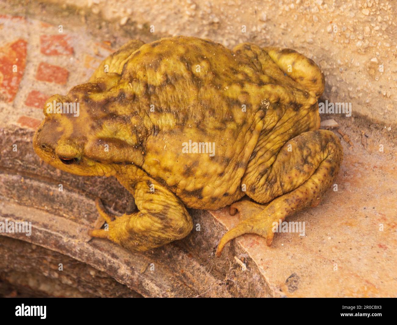 B spinosus hi-res stock photography and images - Alamy