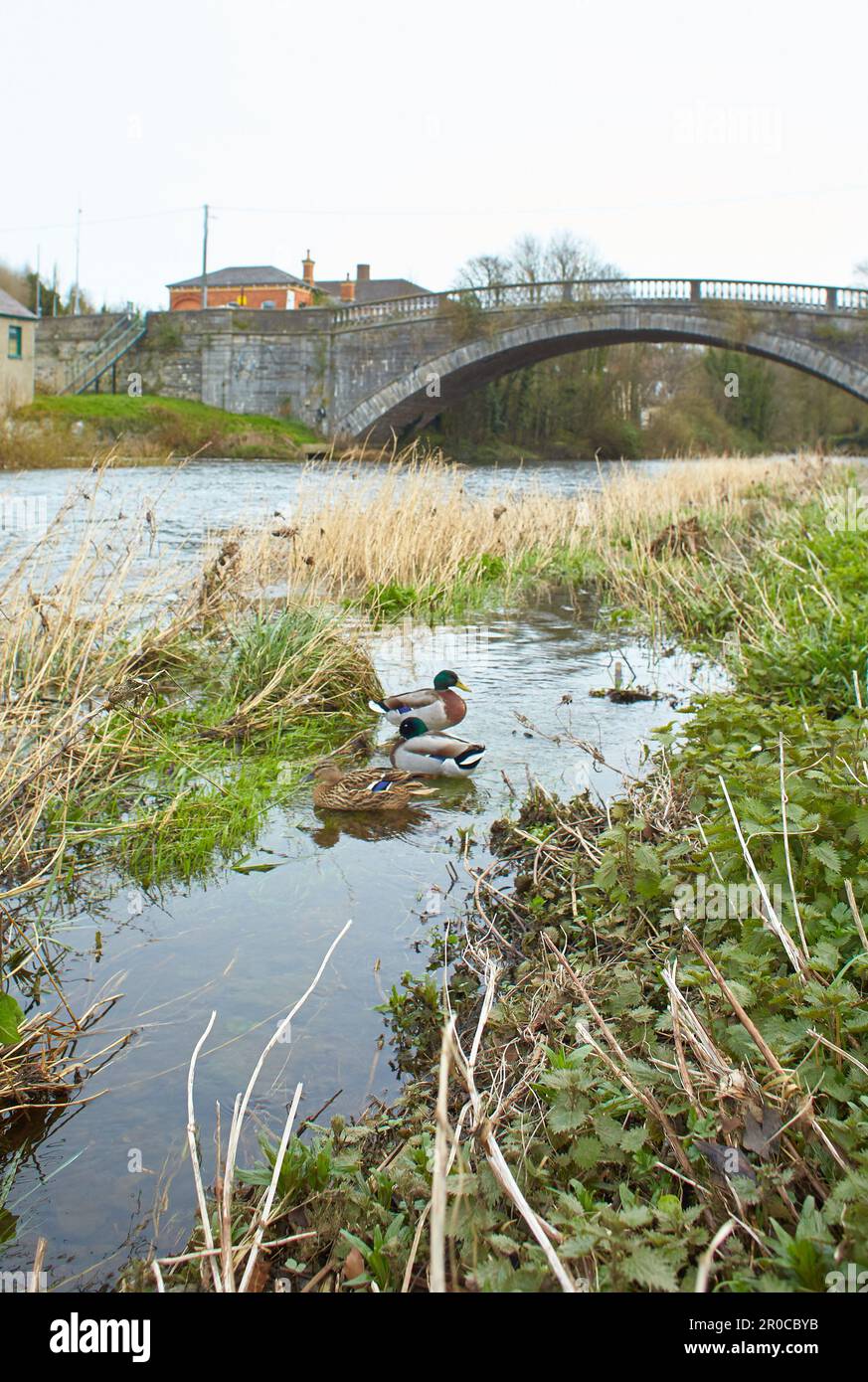 Ducks on the river at evening in Ireland. Male and female mallard duck ...