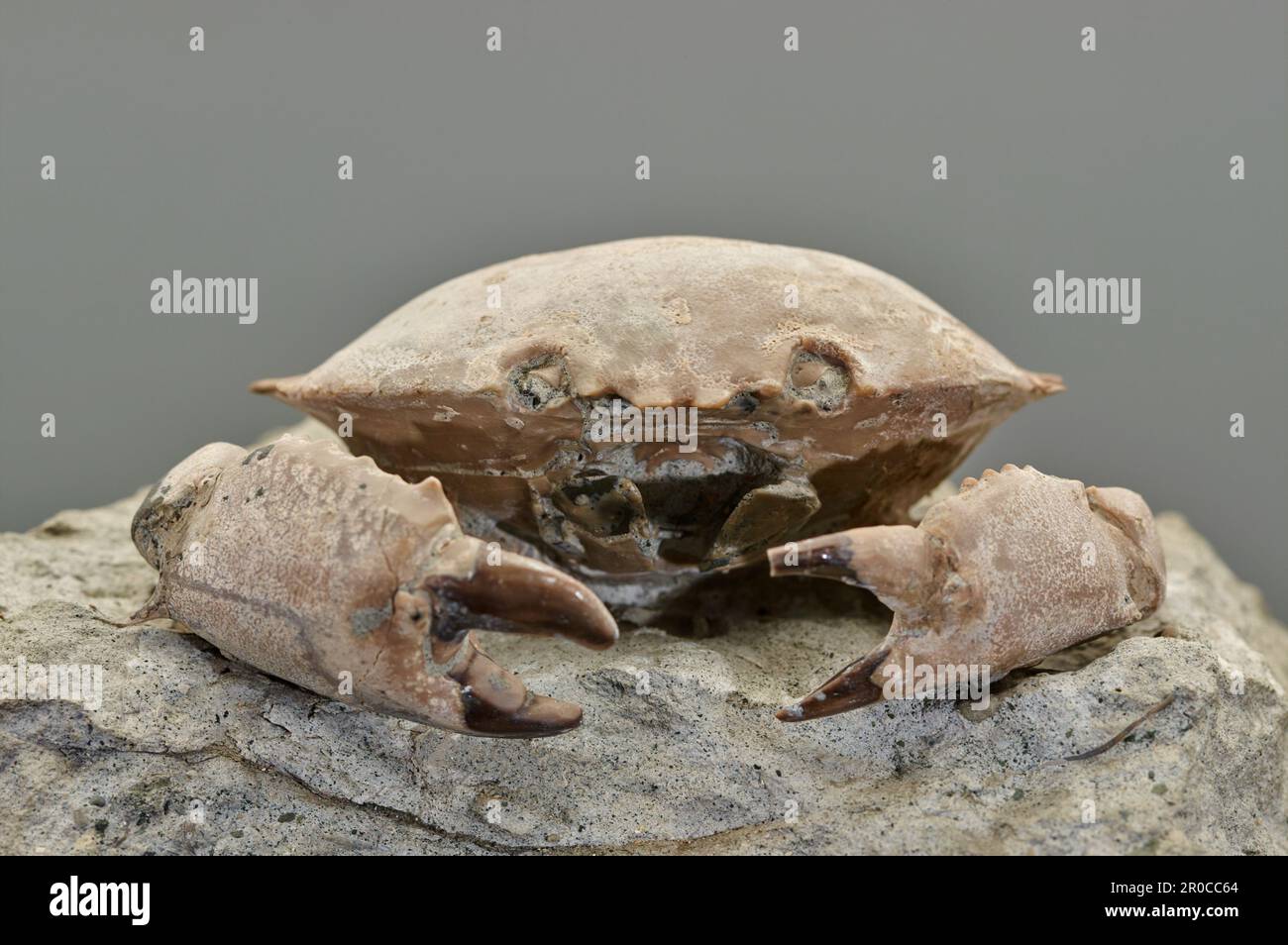 Marine fossil identification hi-res stock photography and images - Alamy