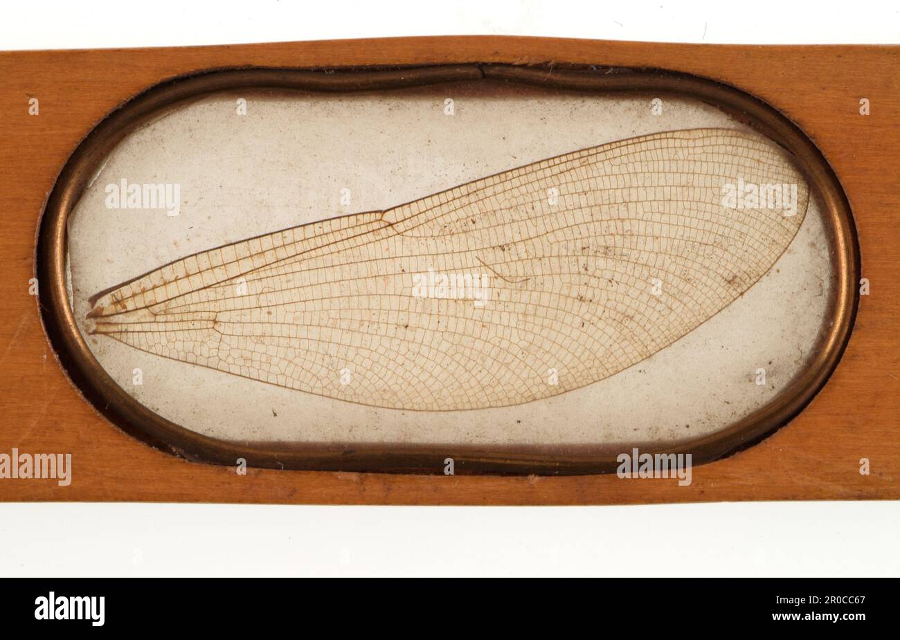 Compound Microscope Slides