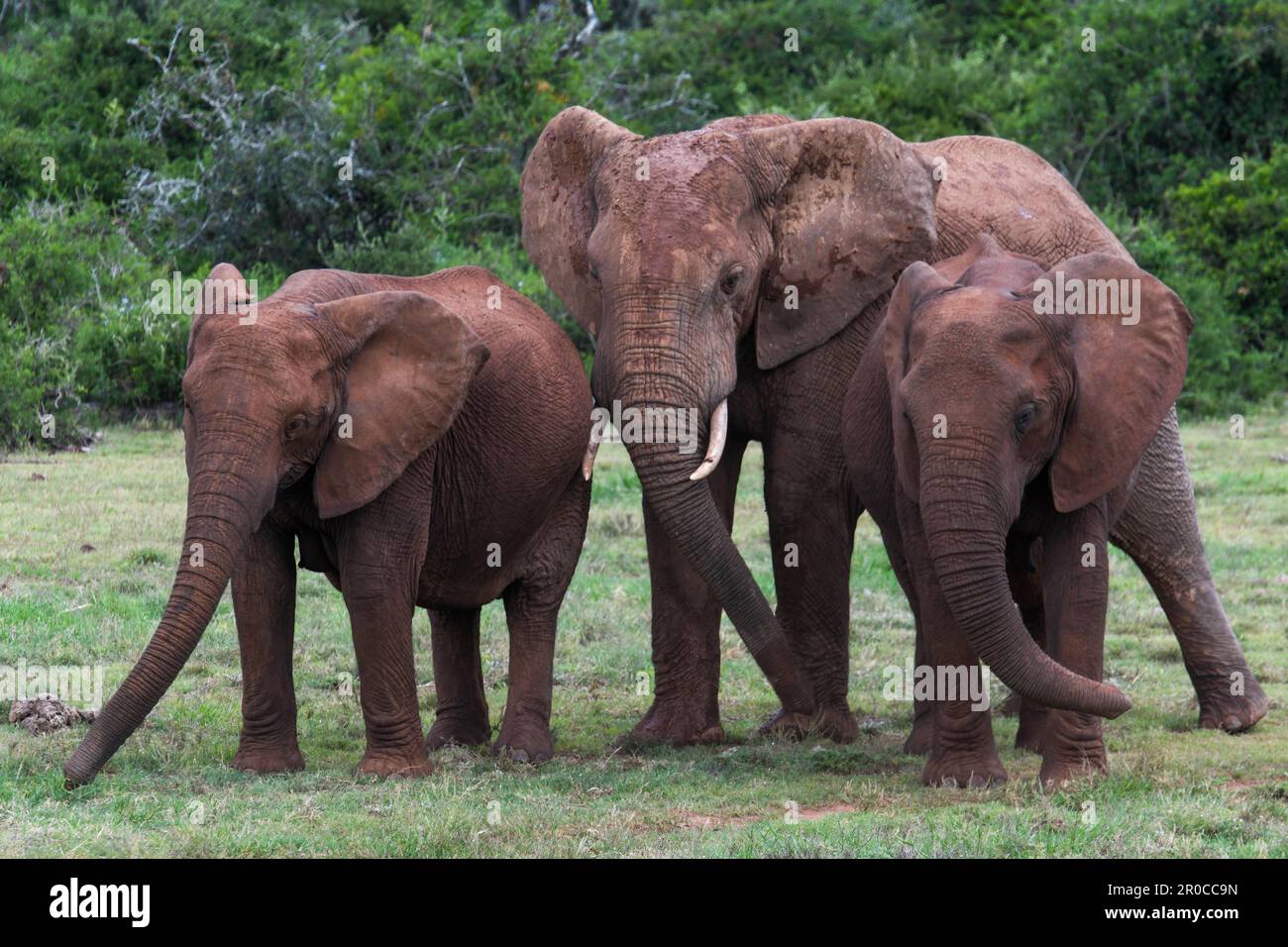 Elephants at the Addo Elephant National Park on South Africa Stock ...