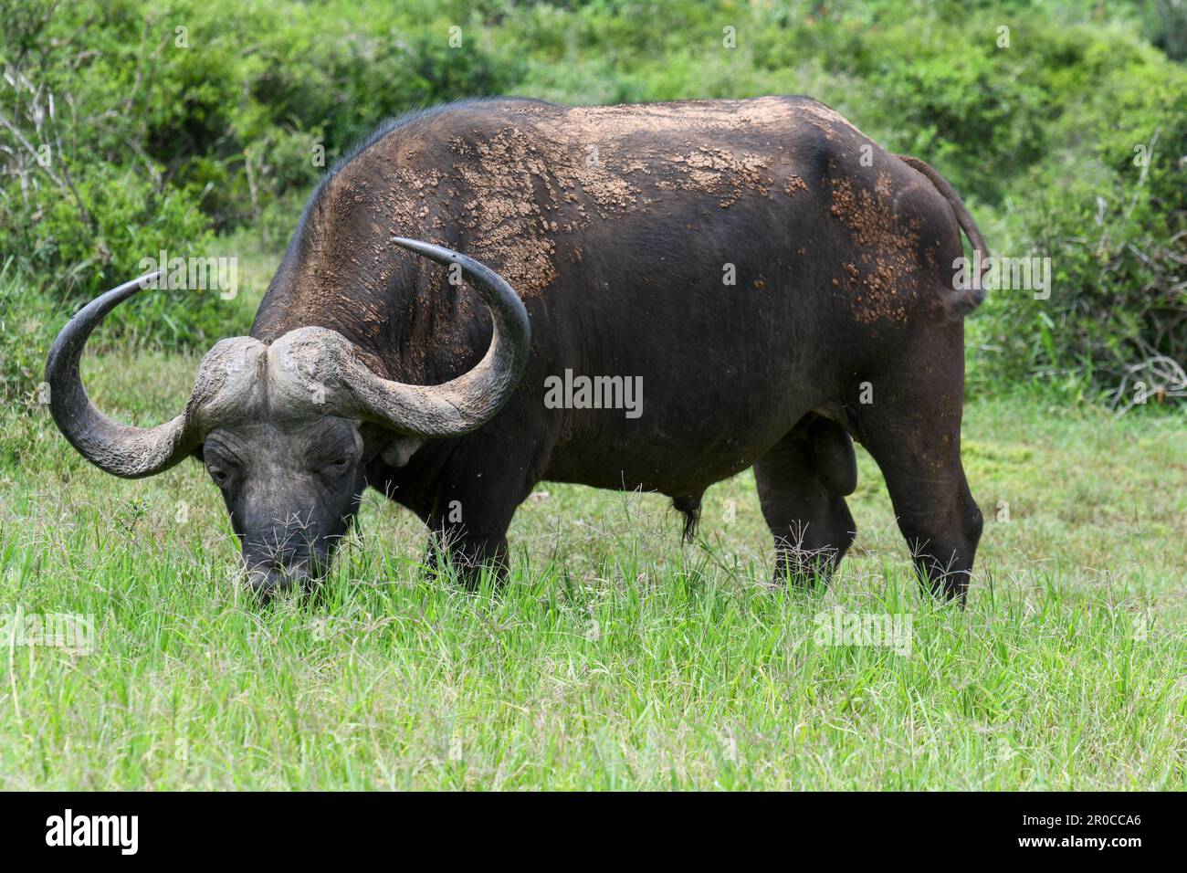 Buffalo at the Addo Elephant National Park in South Africa Stock Photo ...