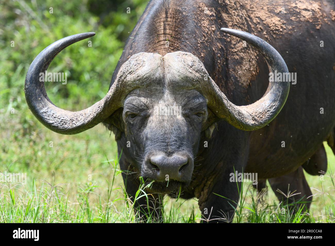 Buffalo at the Addo Elephant National Park in South Africa Stock Photo ...