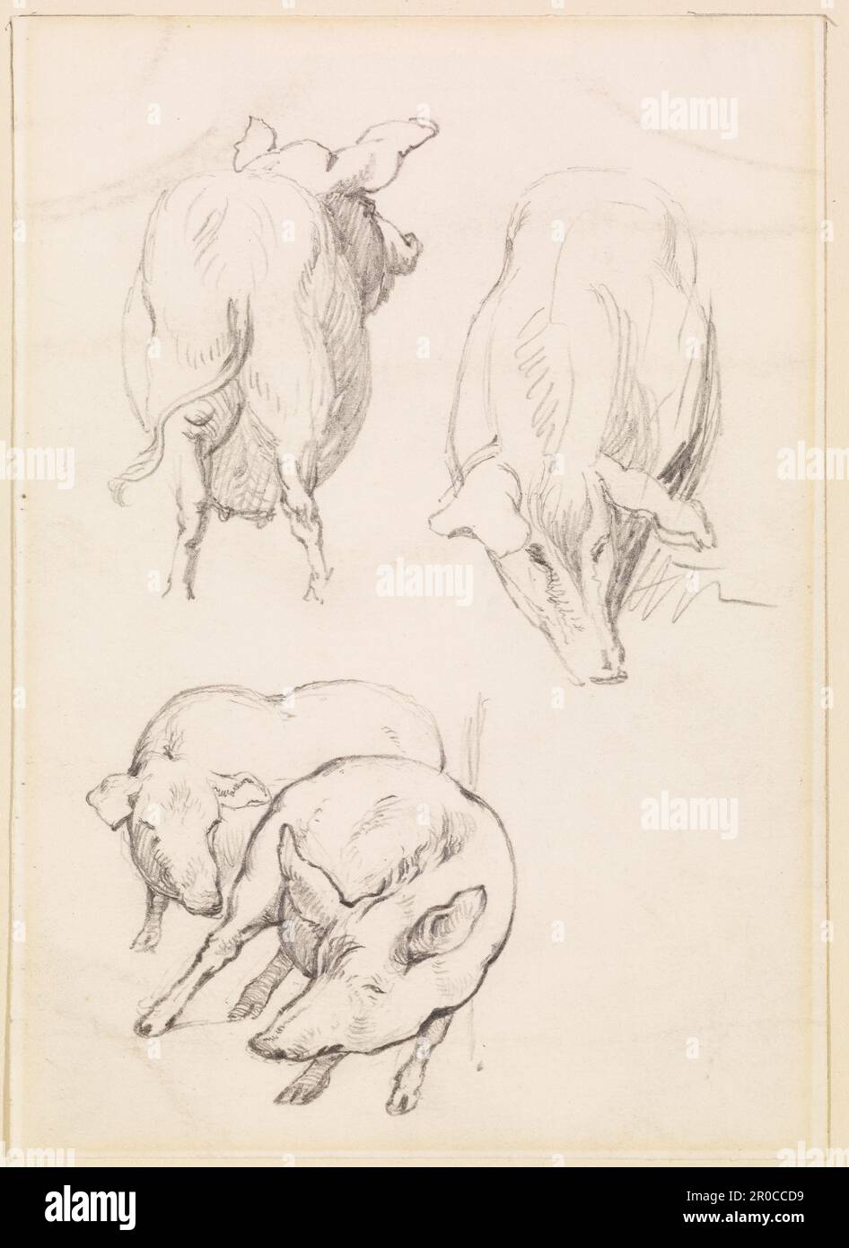 Three Studies of Pigs, 1857-58. By Frederick Sandys Stock Photo - Alamy