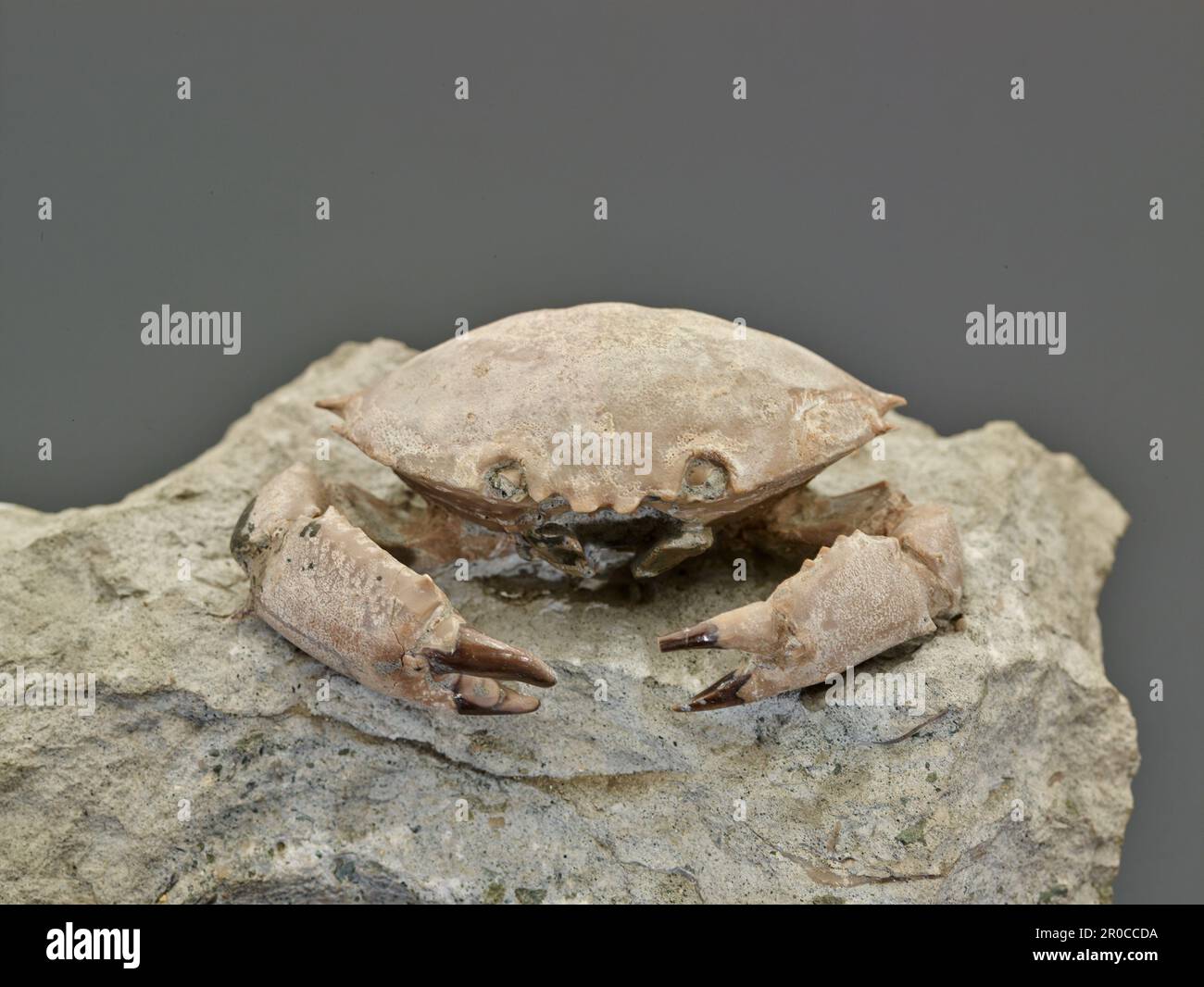 Crab Fossil. From Italy. Natural Science Collection - Palaeontology ...