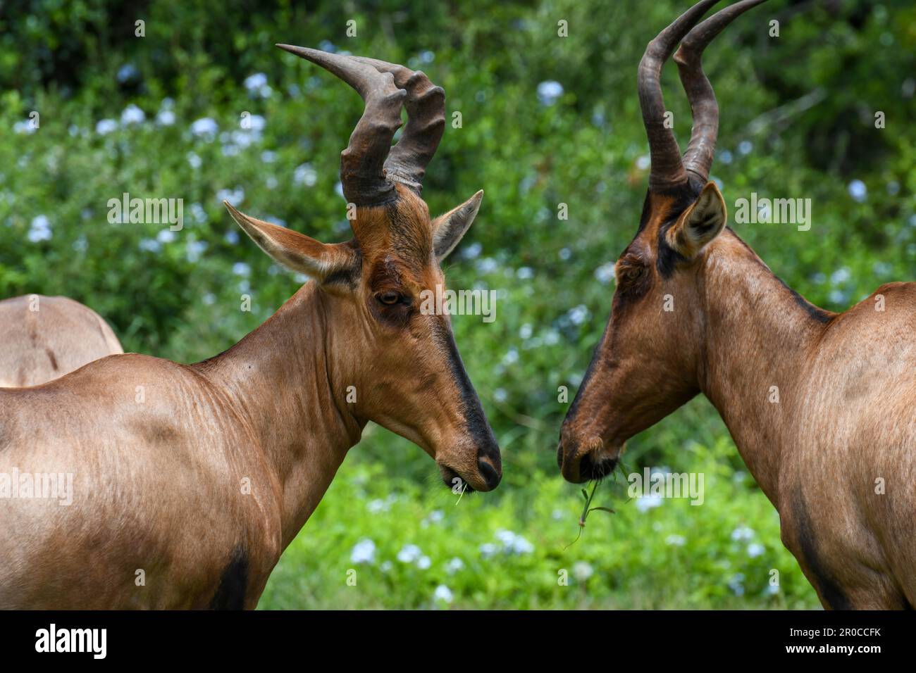 Tsessebe at the Addo Elephant National Park in South Africa Stock Photo ...