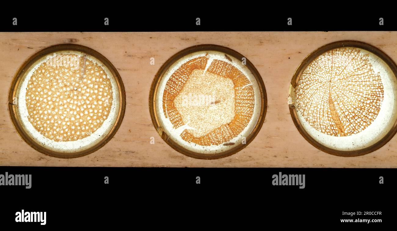 Compound Microscope Specimen Images