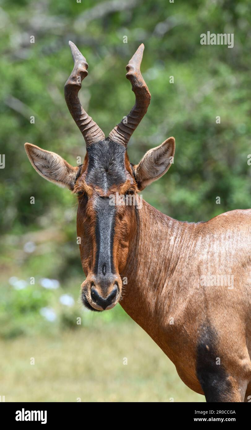 Tsessebe at the Addo Elephant National Park in South Africa Stock Photo ...