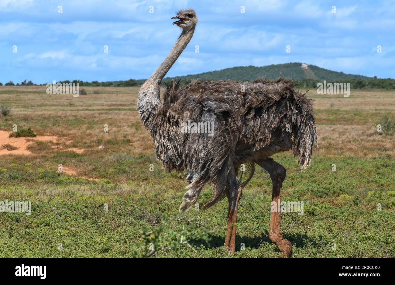 Ostrich at the Addo Elephant National Park on South Africa Stock Photo ...