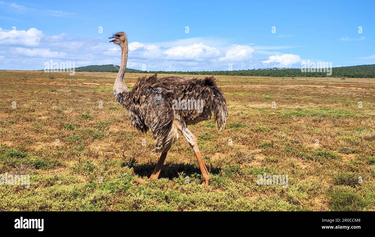 Ostrich at the Addo Elephant National Park on South Africa Stock Photo ...