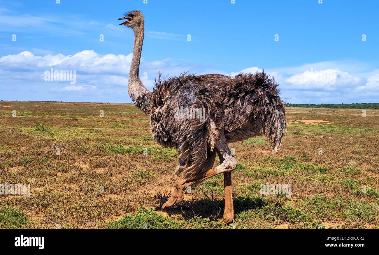 Ostrich at the Addo Elephant National Park on South Africa Stock Photo ...