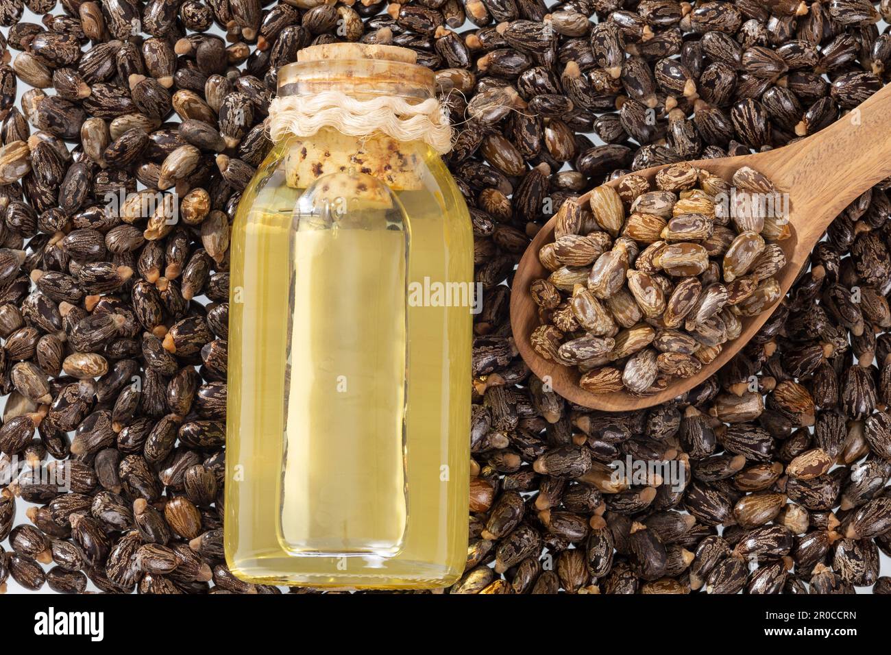 Ricinus communis - Dried seeds And Oil From The Fruit Of The Castor ...