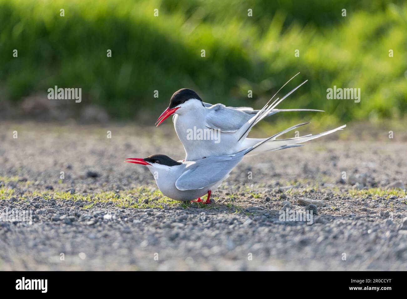 Arctic Tern; Sterna paradisaea; Pair Mating; UK Stock Photo - Alamy