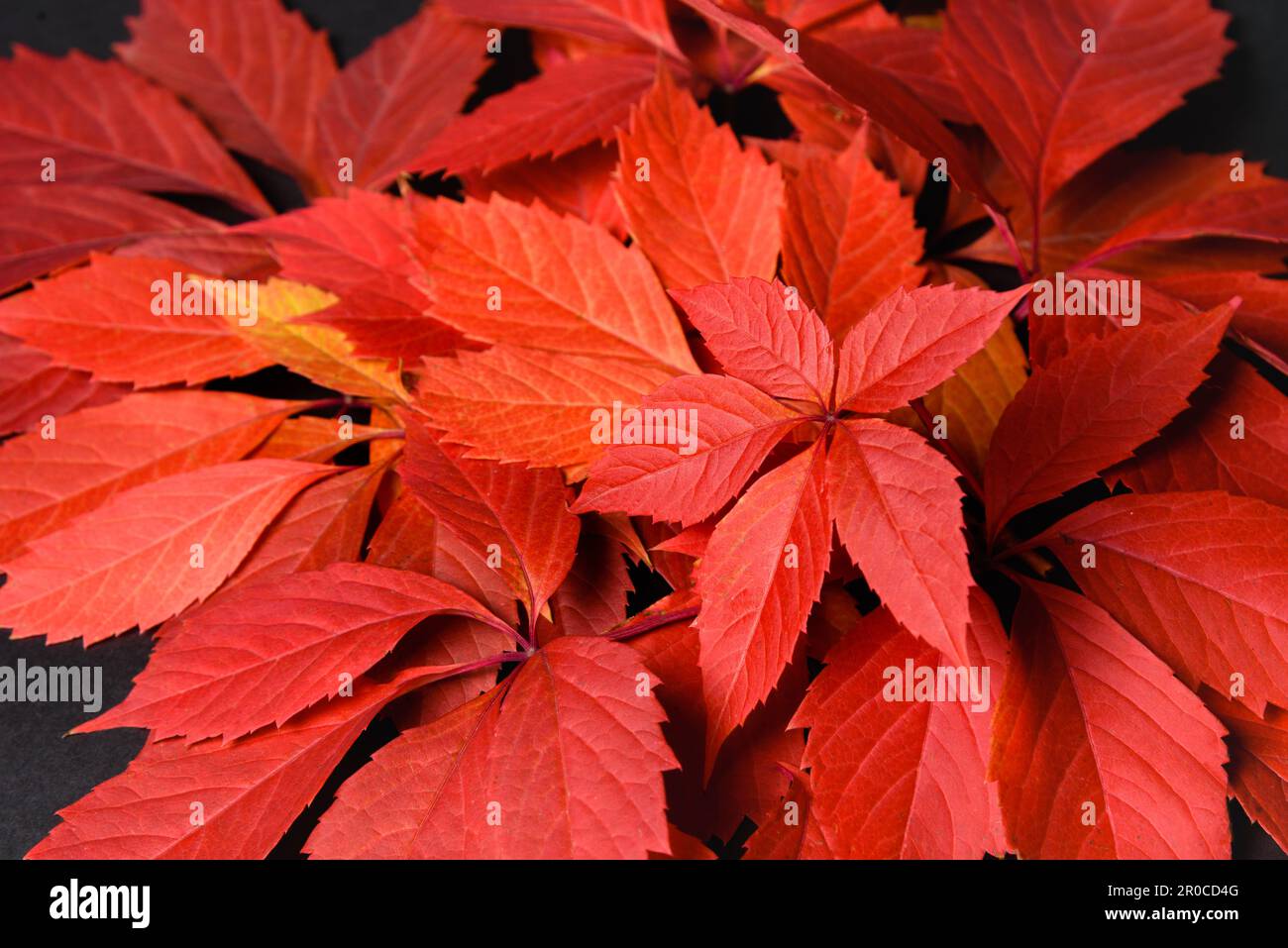 Fall red leaves hi-res stock photography and images - Alamy