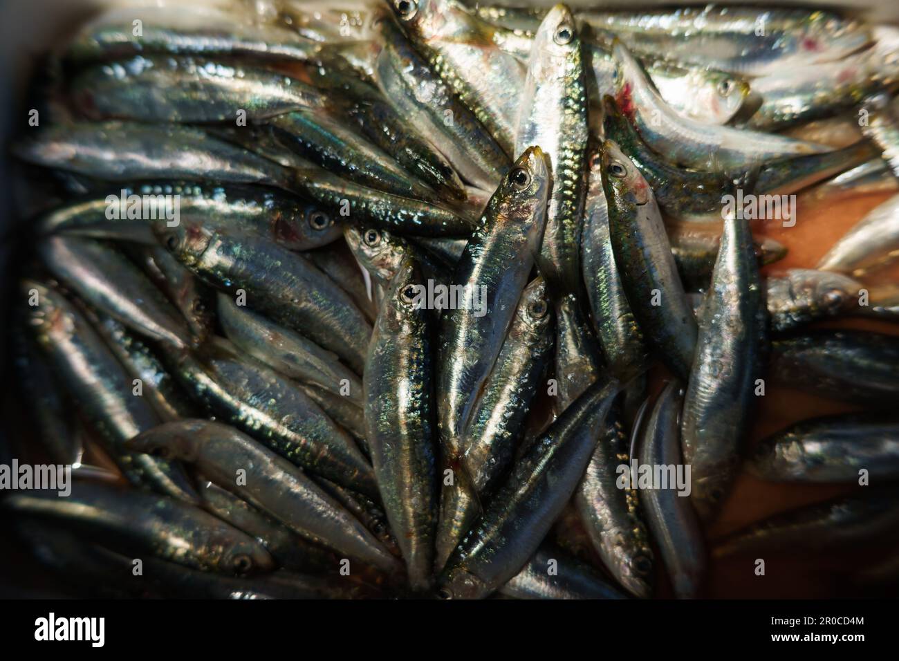 Raw sardines hi-res stock photography and images - Alamy