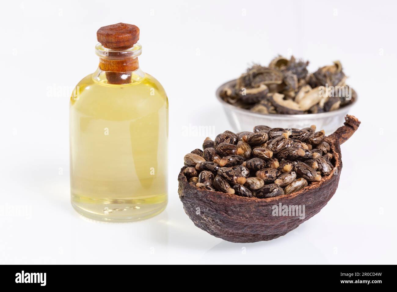 Ricinus communis - Dried seeds And Oil From The Fruit Of The Castor ...