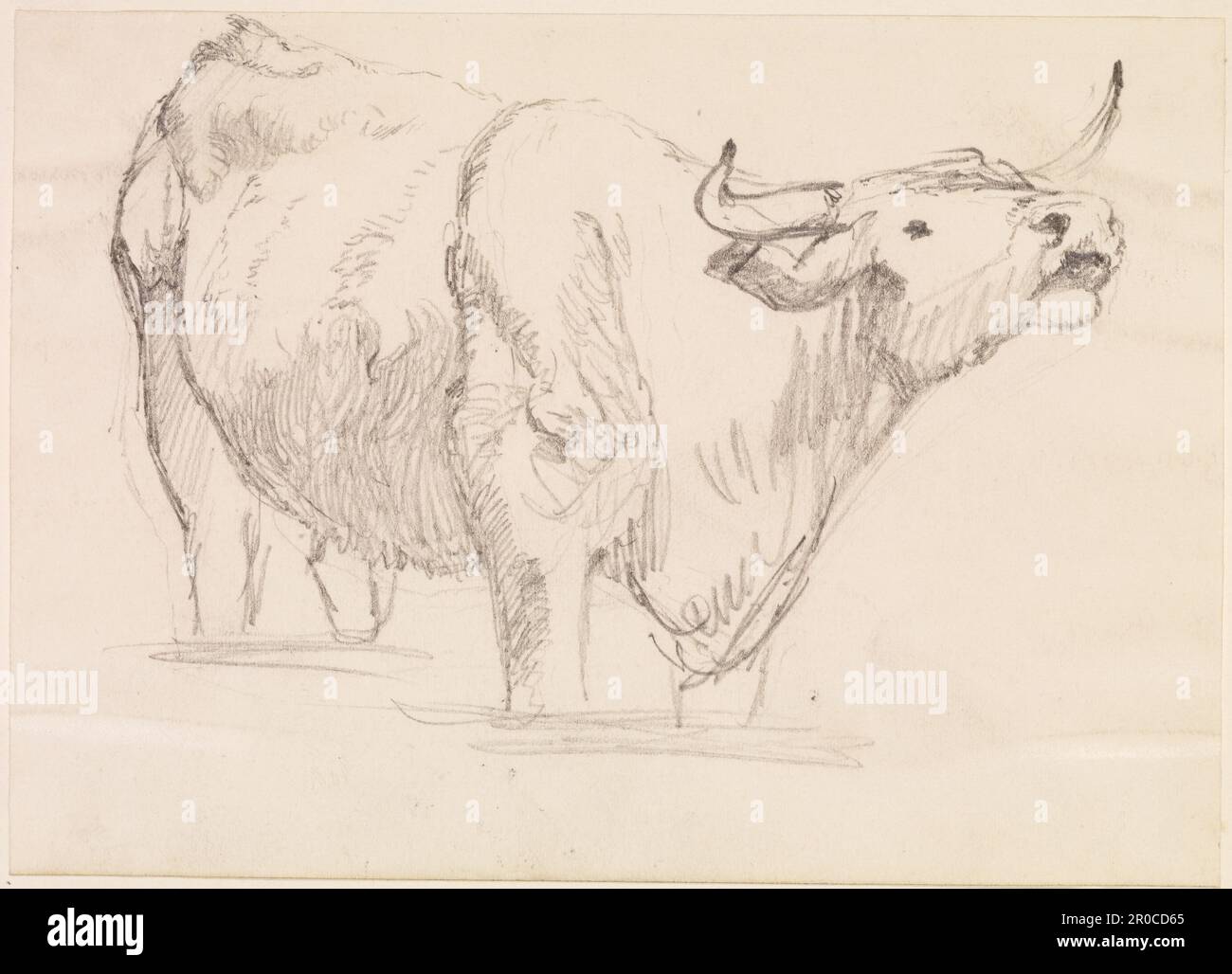Study of a cow hi-res stock photography and images - Alamy