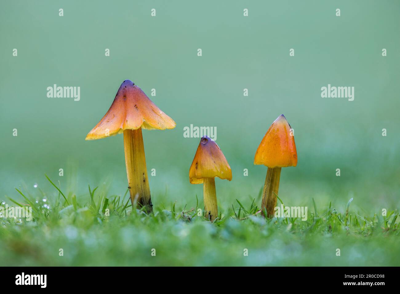 Conical cap hi-res stock photography and images - Alamy