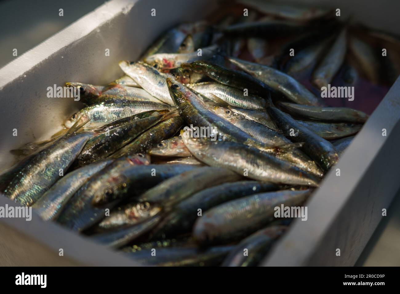 Freshly caught sardines hi-res stock photography and images - Alamy