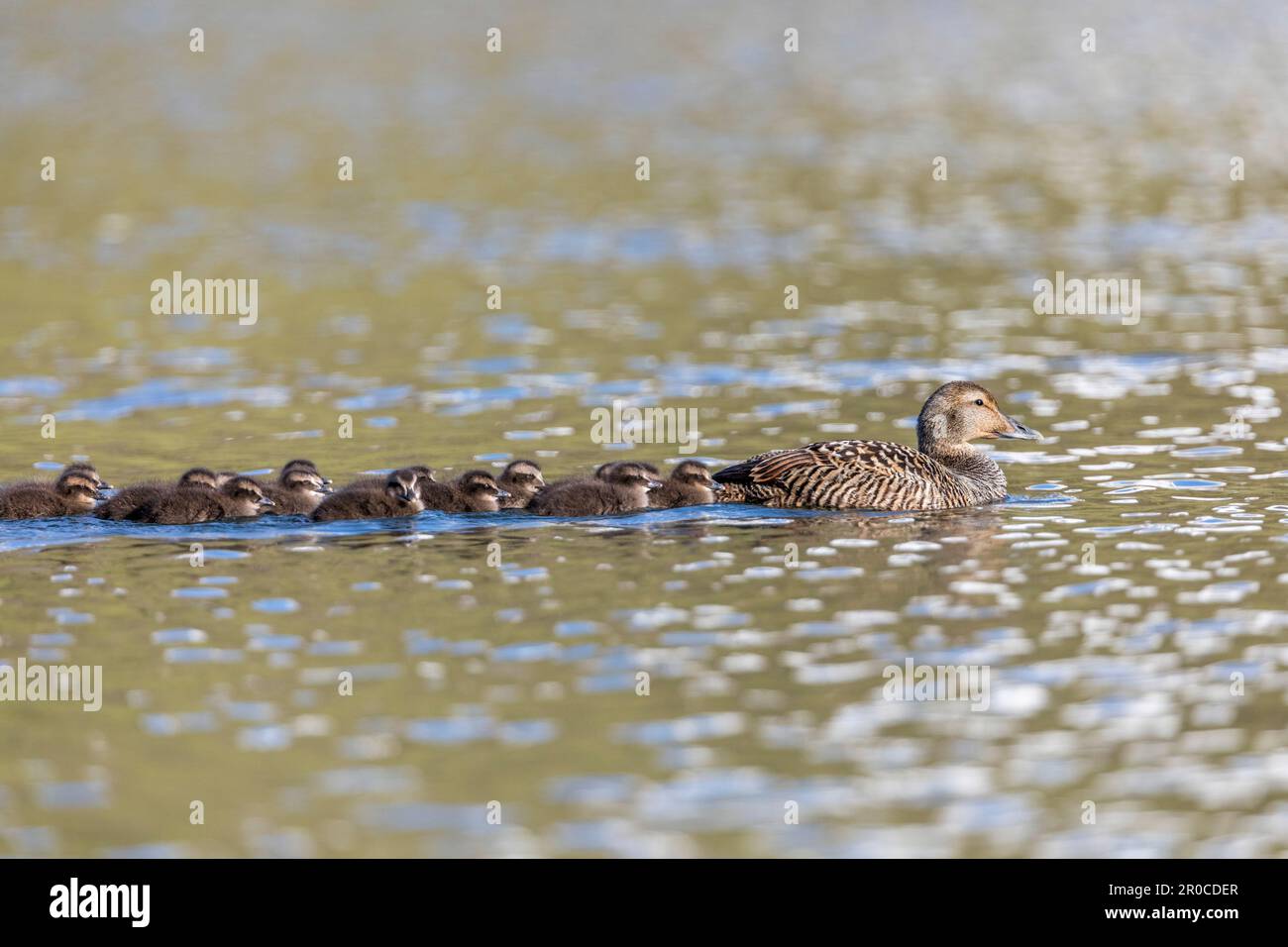 Eider duck chicks hi-res stock photography and images - Alamy