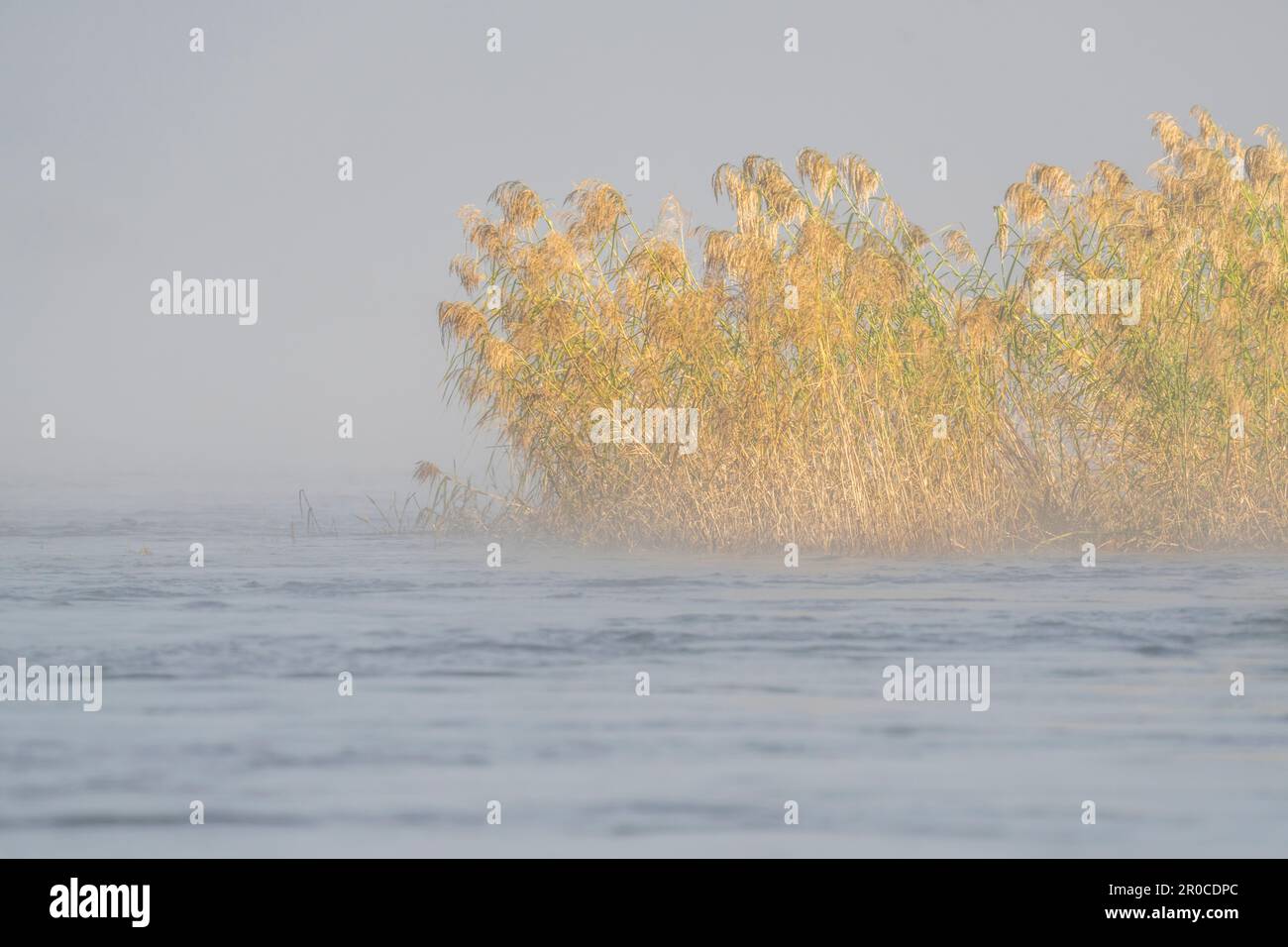 Mist rising above the water surface of the Zambezi River. Papyrus ...