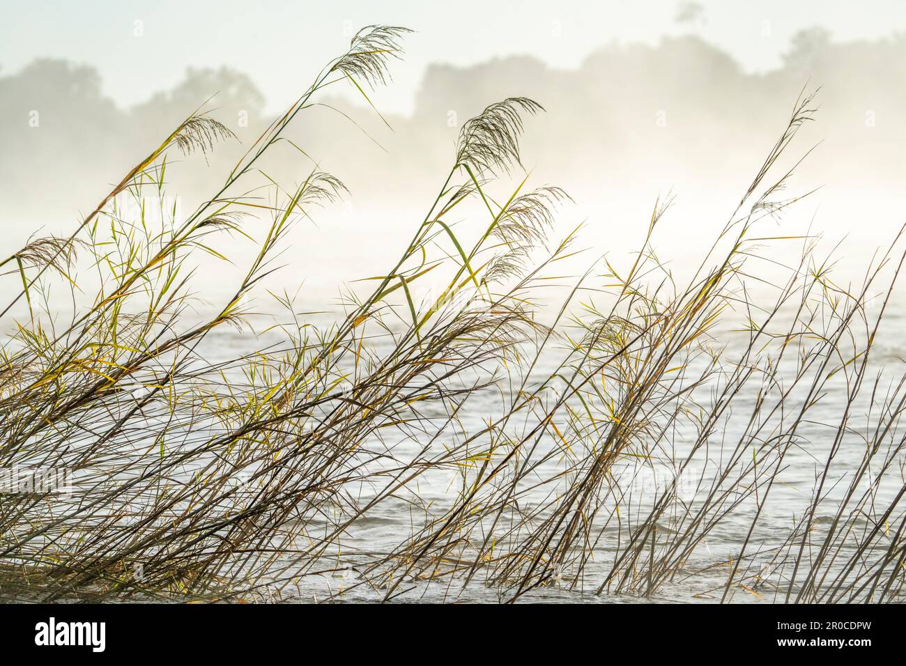 Mist rising above the water surface of the Zambezi River. Papyrus ...