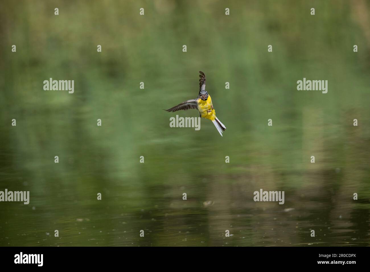 Grey Wagtail; Motacilla cinerea; Male; Flight; UK Stock Photo - Alamy