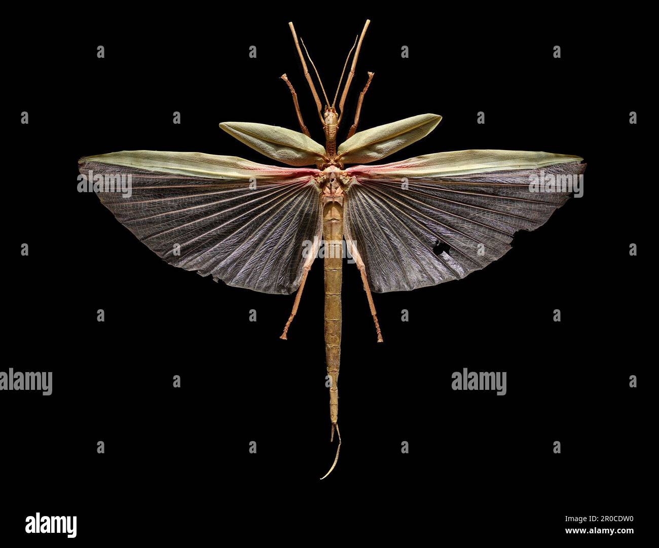 Large stick insect, Pseudophasma metrophasma. Large: 200 x 30mm Label ...