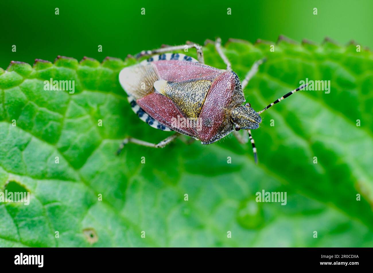 Shield bug leaf hi-res stock photography and images - Alamy