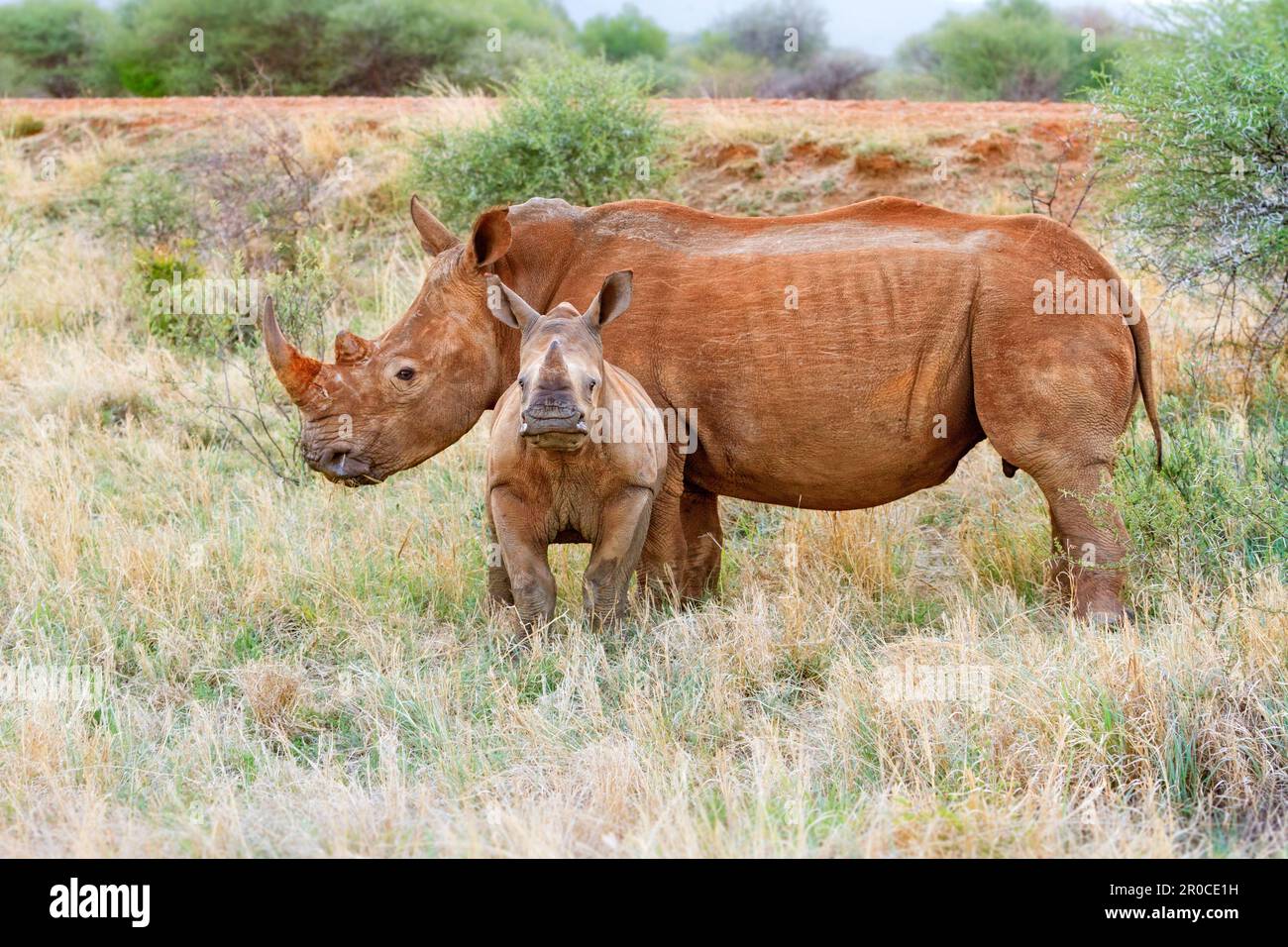 Rhino side view hi-res stock photography and images - Alamy
