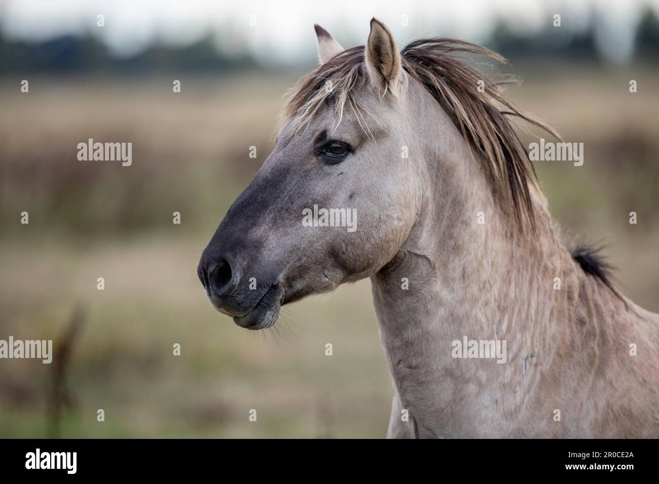 Blacktoft sands hi-res stock photography and images - Alamy