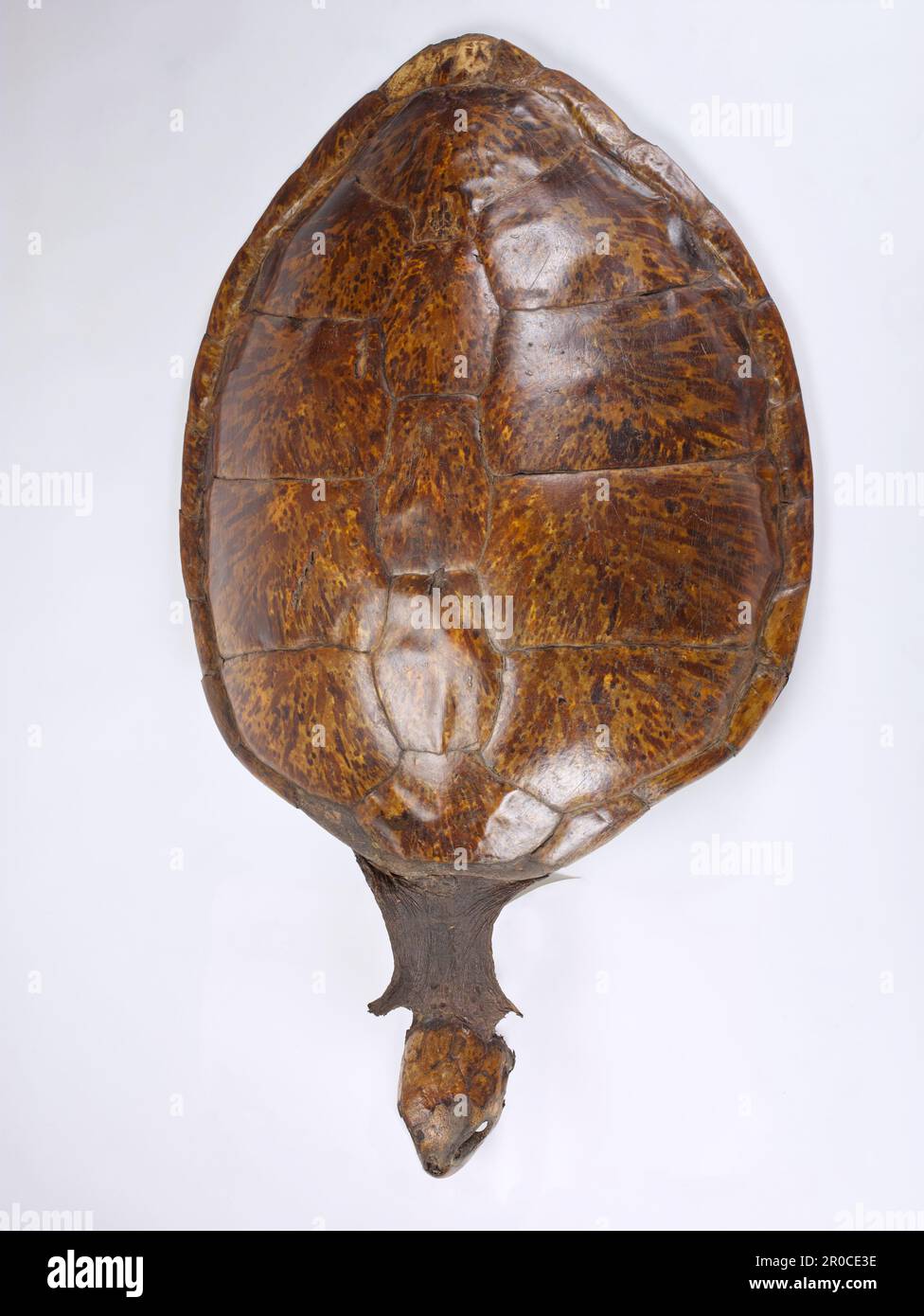 2008.0217.. Sea Turtle. Sea turtle remains - from the natural history ...