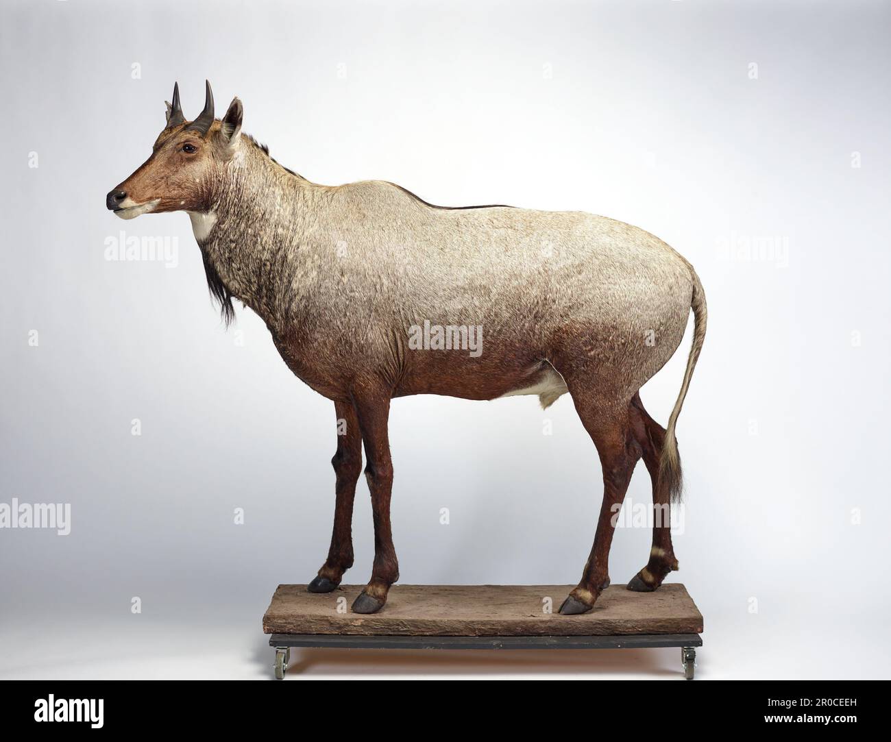 Nilgai antelope Taxidermy. Nilgai antelope, Boselaphus tragocamelus ...