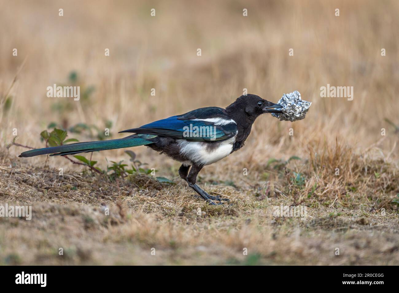 Magpie; Pica pica; Collecting Silver Foil; UK Stock Photo - Alamy