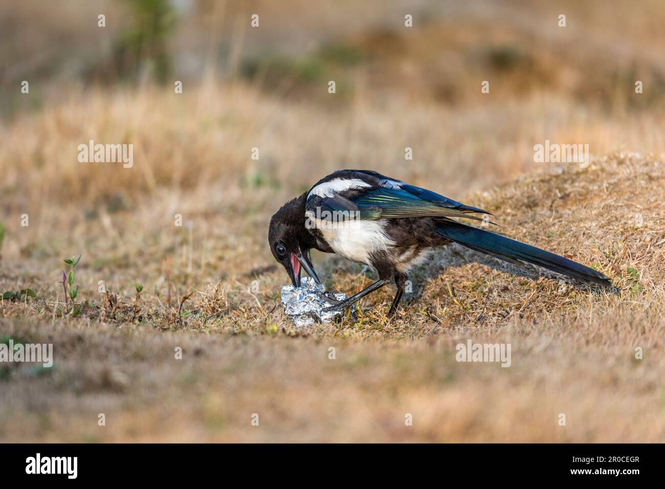 Magpie; Pica pica; Collecting Silver Foil; UK Stock Photo - Alamy