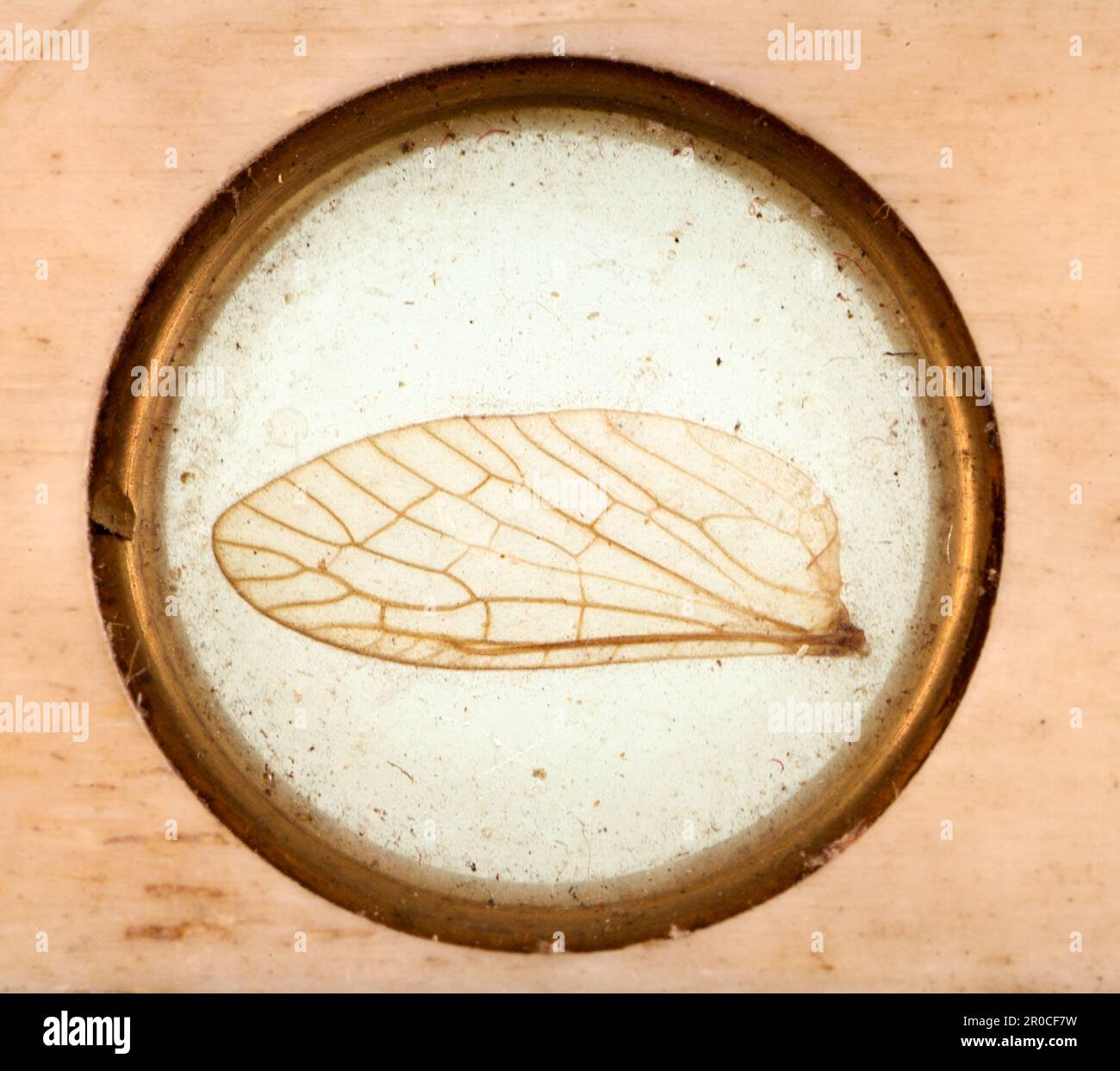 Compound Microscope Specimen Images